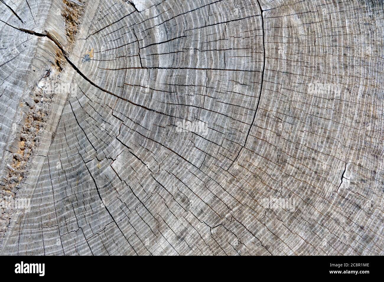 Ring tree wood texture hi-res stock photography and images - Alamy