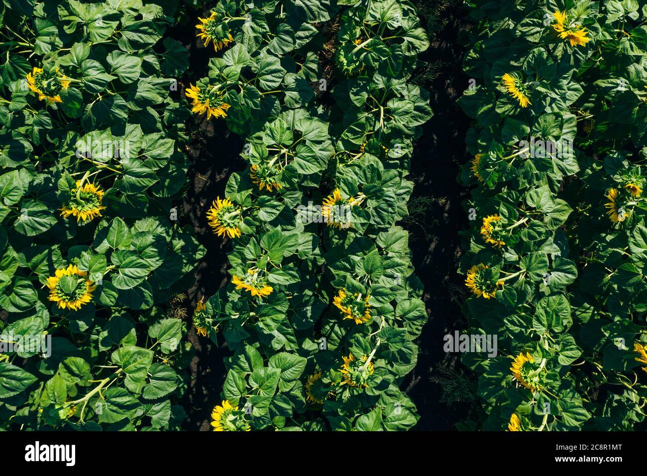Sunflower field, aerial top view from drone, close up. Rows of blooming ...