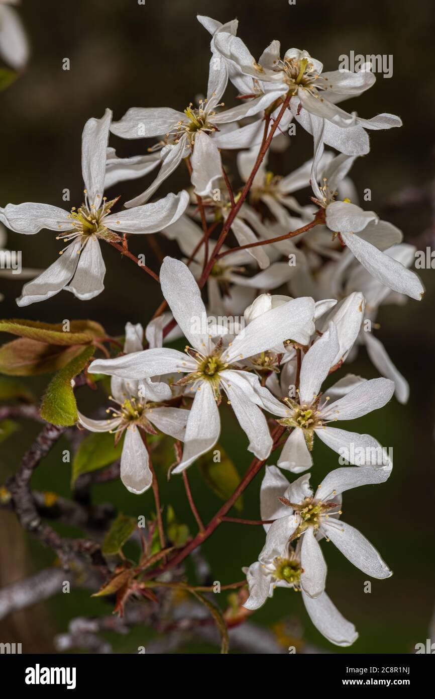 Amelanchier Laevis Cumulus