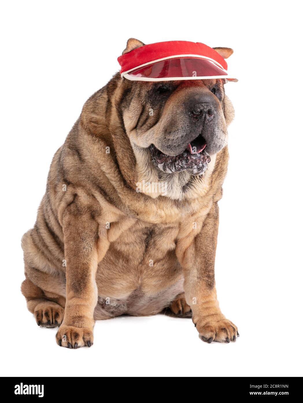 Old Shar-Pei (12 years old) with red cap, isolated on white background ...