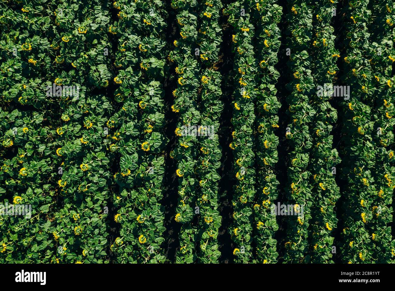 Sunflower field, aerial top view from drone, close up. Rows of blooming ...