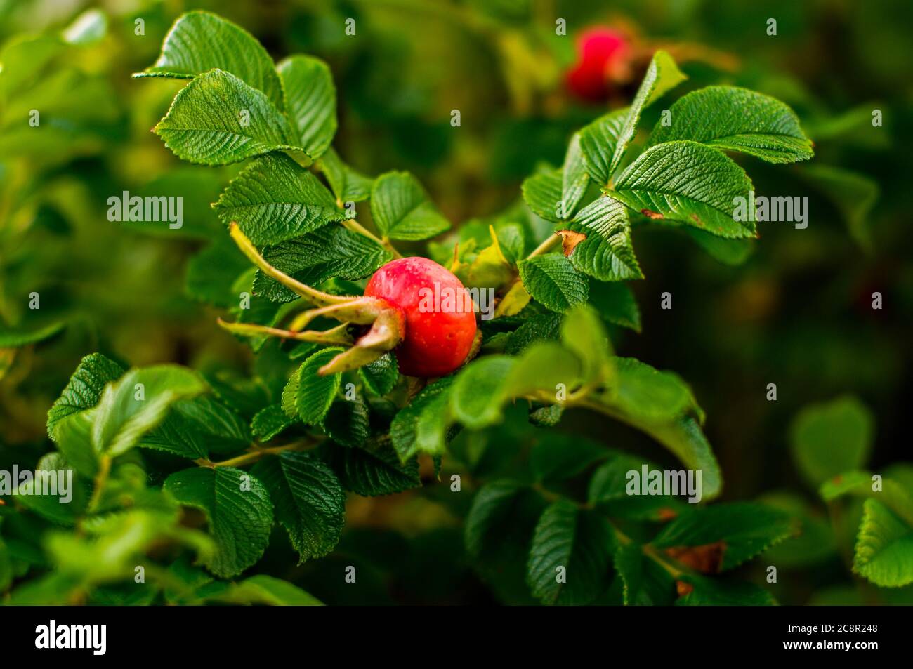 Rosa rugosa hedge hi-res stock photography and images - Alamy