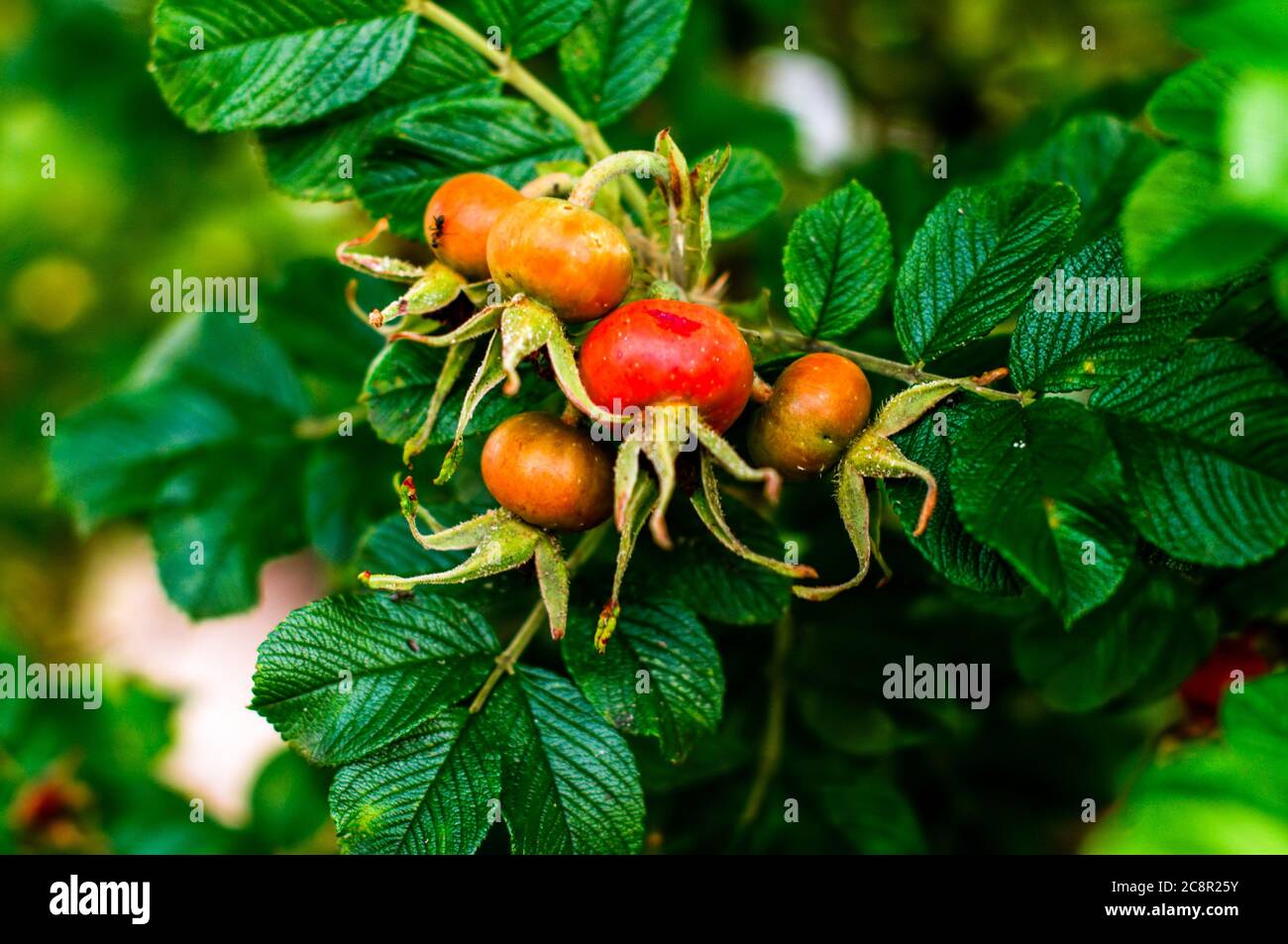 Rosa rugosa, wrinkled rose, ripening, spherical fruit on green bushes ...
