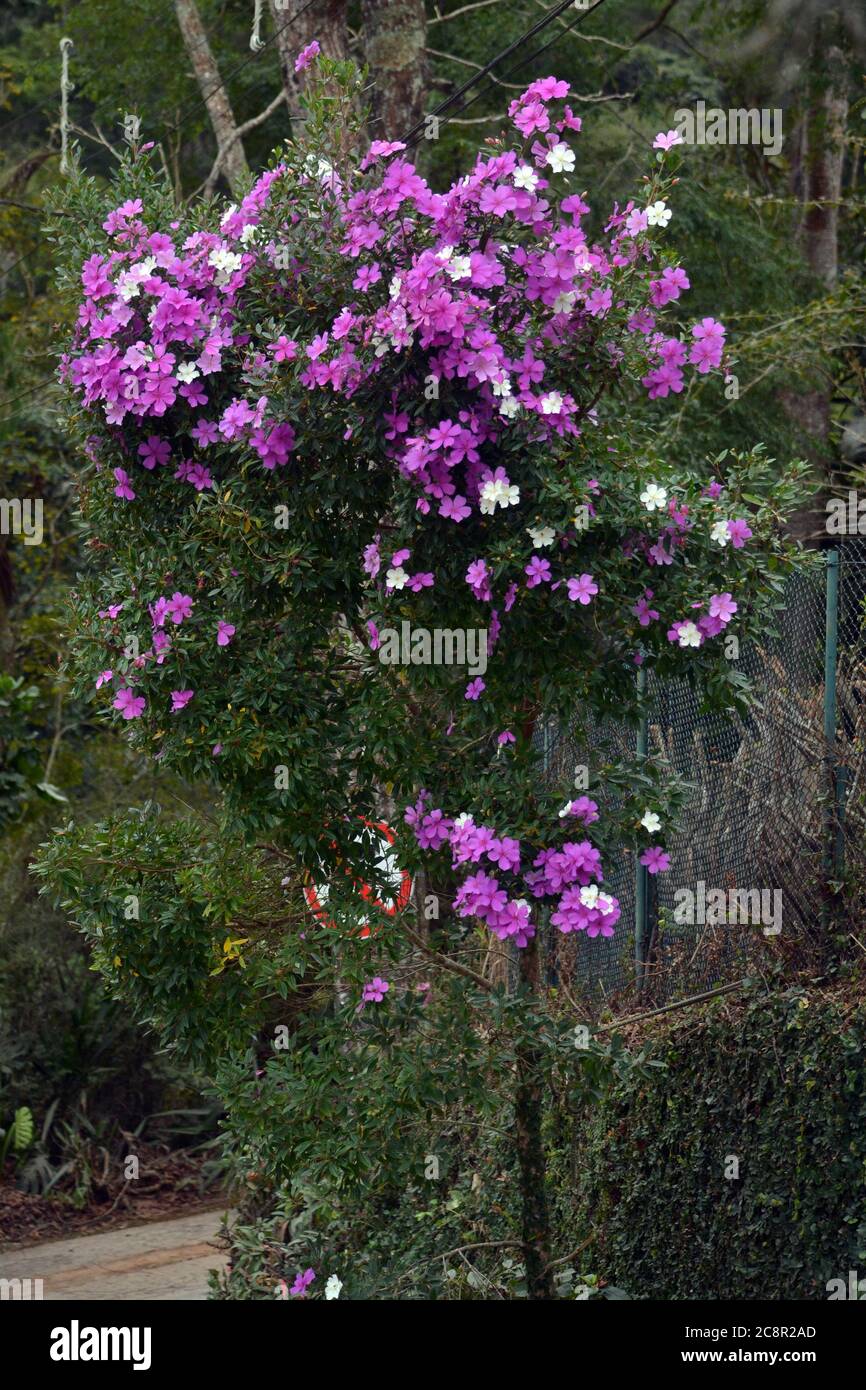 flowering purple and pink tree Stock Photo - Alamy
