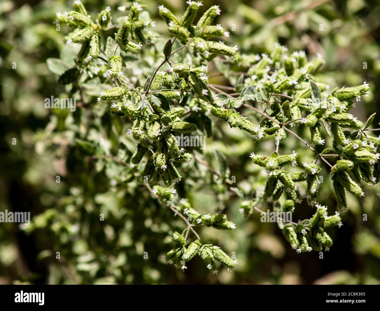 oregano blossom bush at garden Stock Photo - Alamy