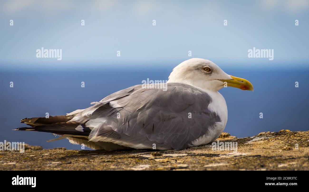 Strong and pointed beak hi-res stock photography and images - Alamy