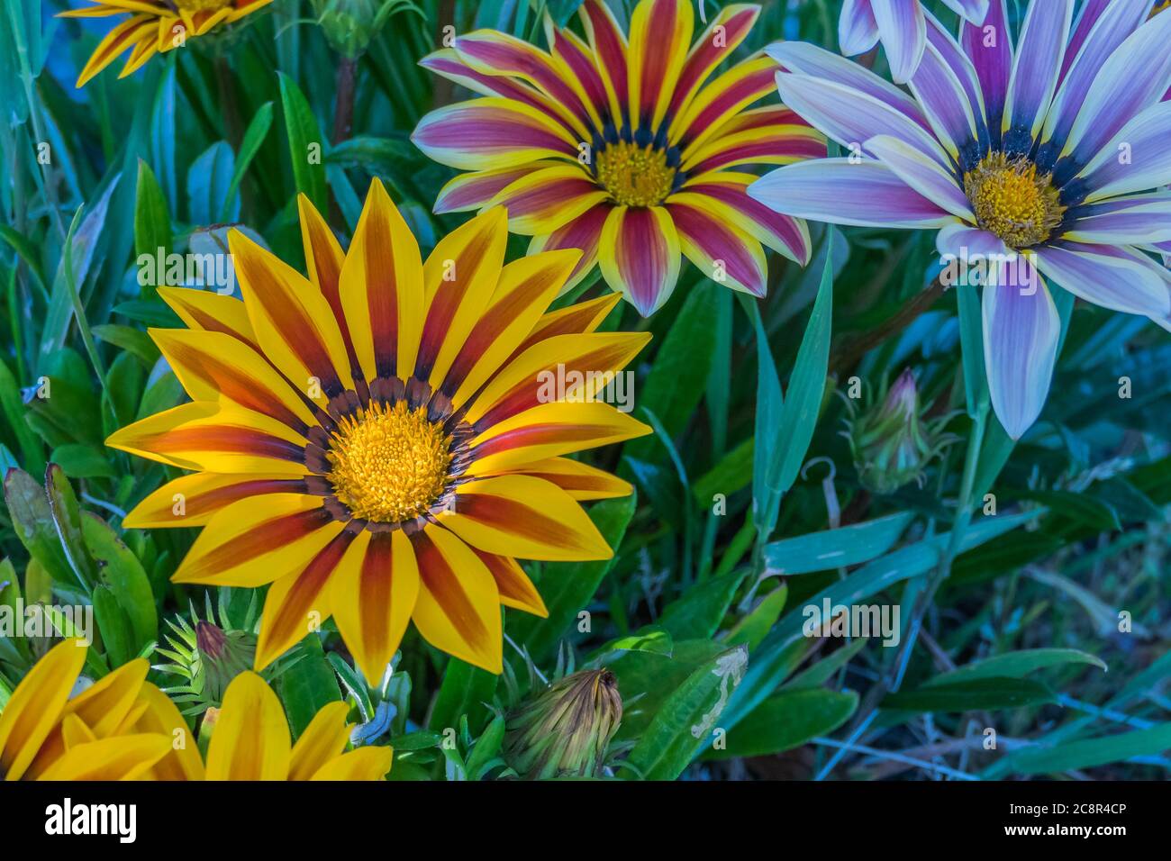 Gazania sunlight hi-res stock photography and images - Alamy