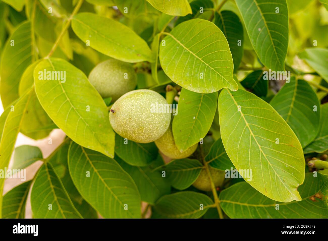 Fruit of the walnut, with a walnut inside, still green in a walnut tree ...
