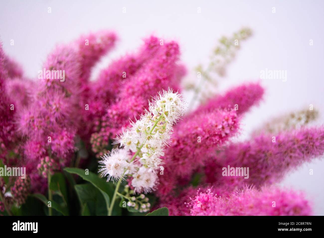 Pink Spirea flowers on bush. Spiraea flowers decorative gardening and ...
