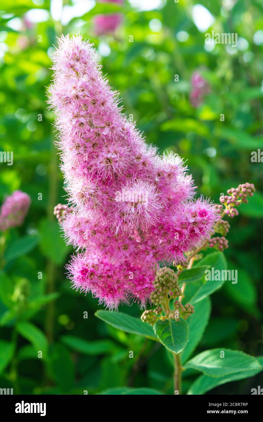 Pink Spirea flowers on bush. Spiraea flowers decorative gardening and ...