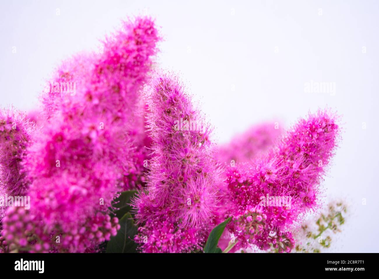 Pink Spirea flowers on bush. Spiraea flowers decorative gardening and ...