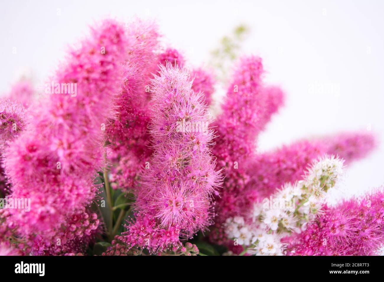 Pink Spirea flowers on bush. Spiraea flowers decorative gardening and ...