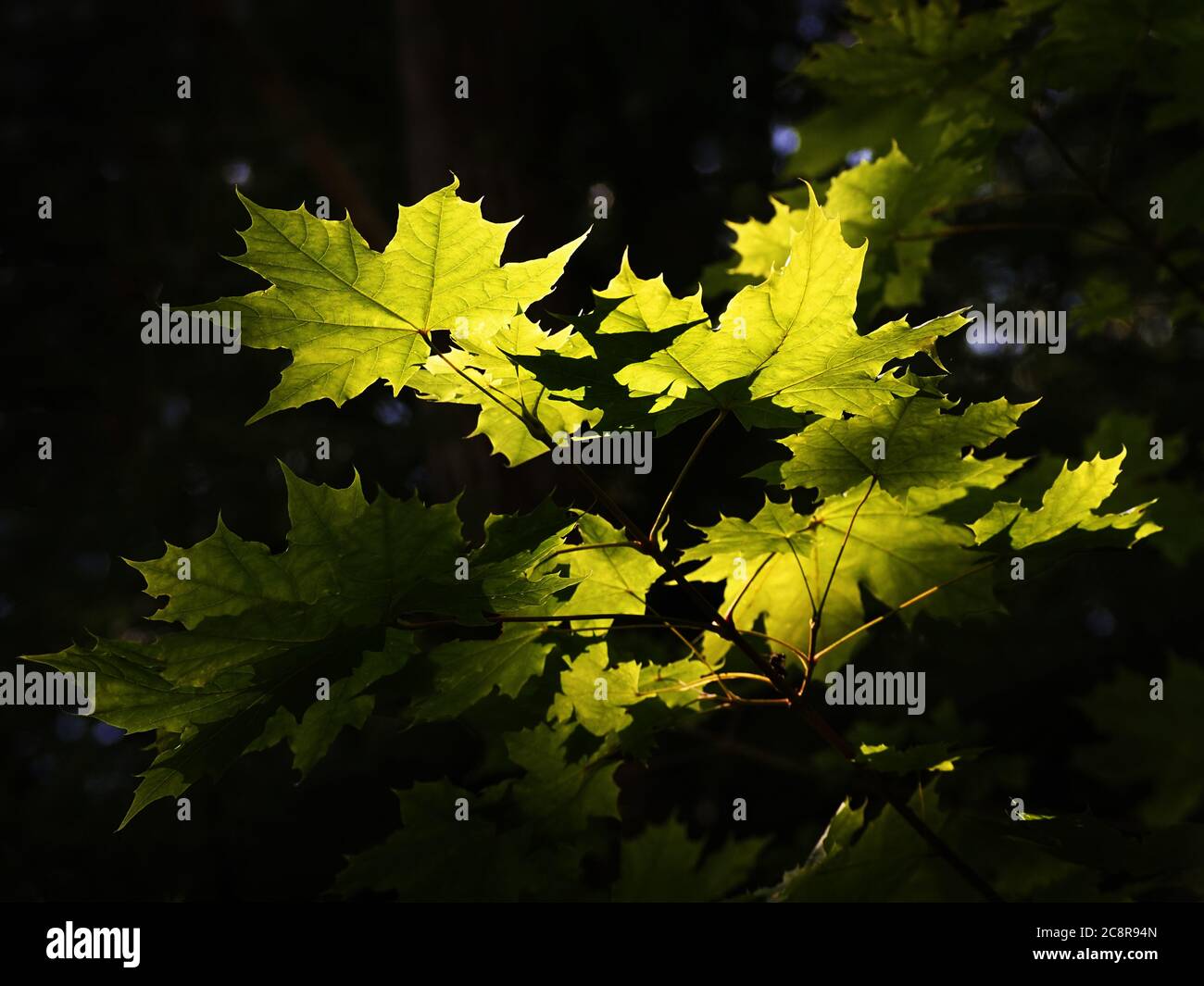Cluster of leaves hi-res stock photography and images - Alamy