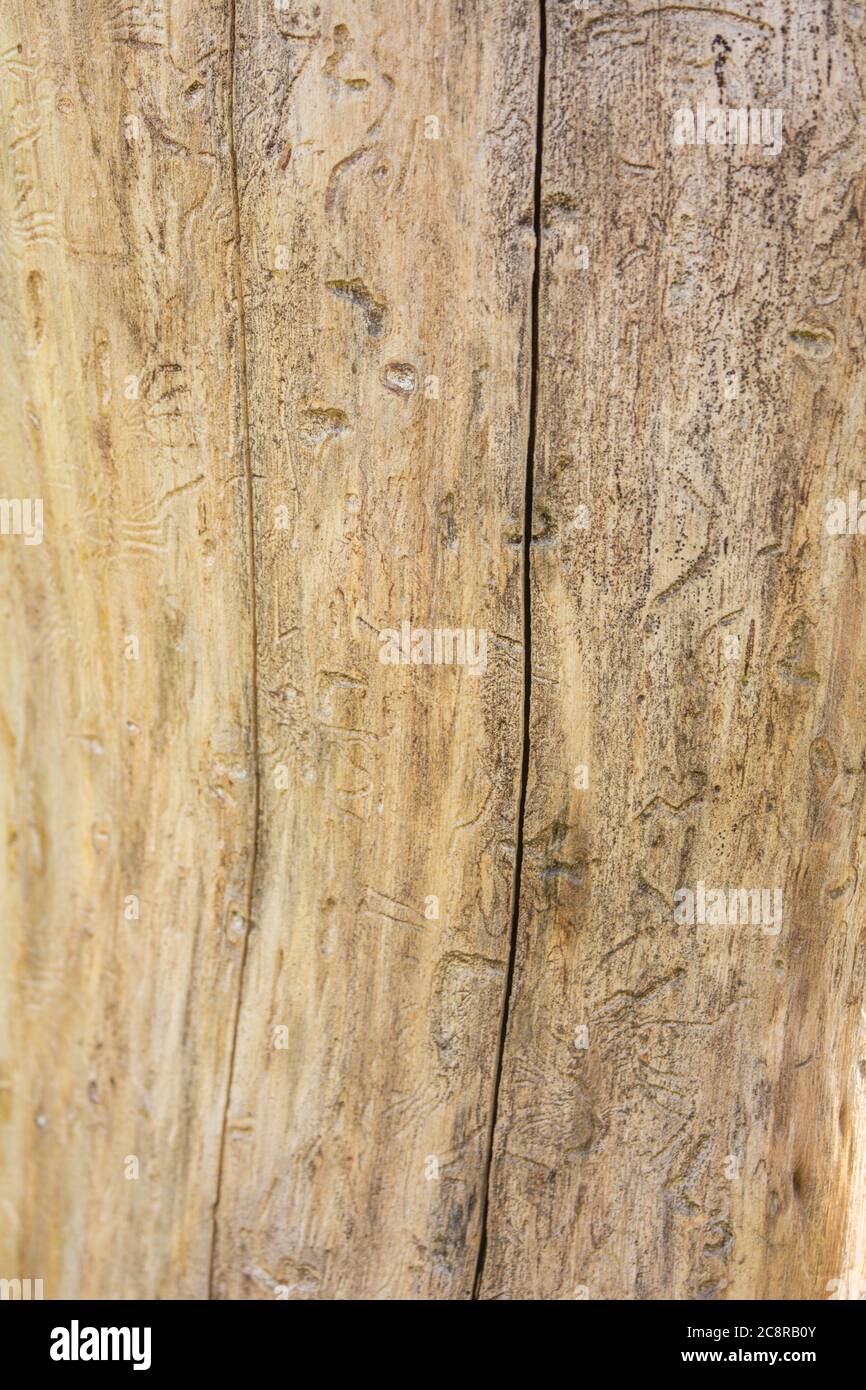 Trunk of dead tree without bark with traces of beetles. Rough natural ...