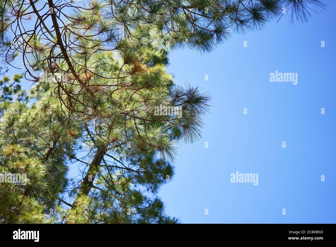 Beautiful trees landscape Stock Photo - Alamy