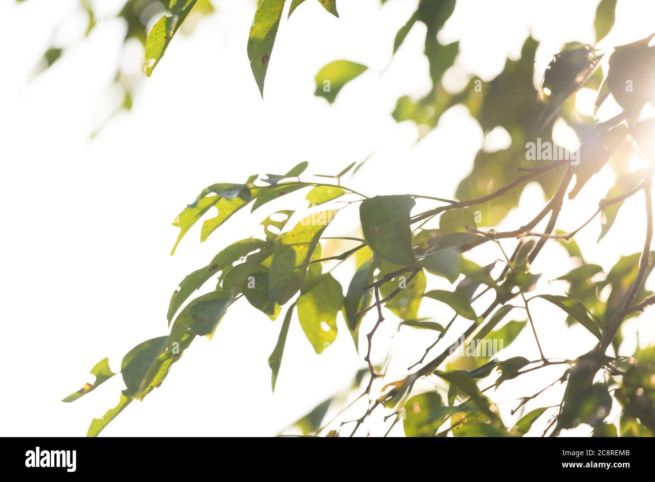 Leaves, defocused with sun beams. Nature background. Copy space Stock ...