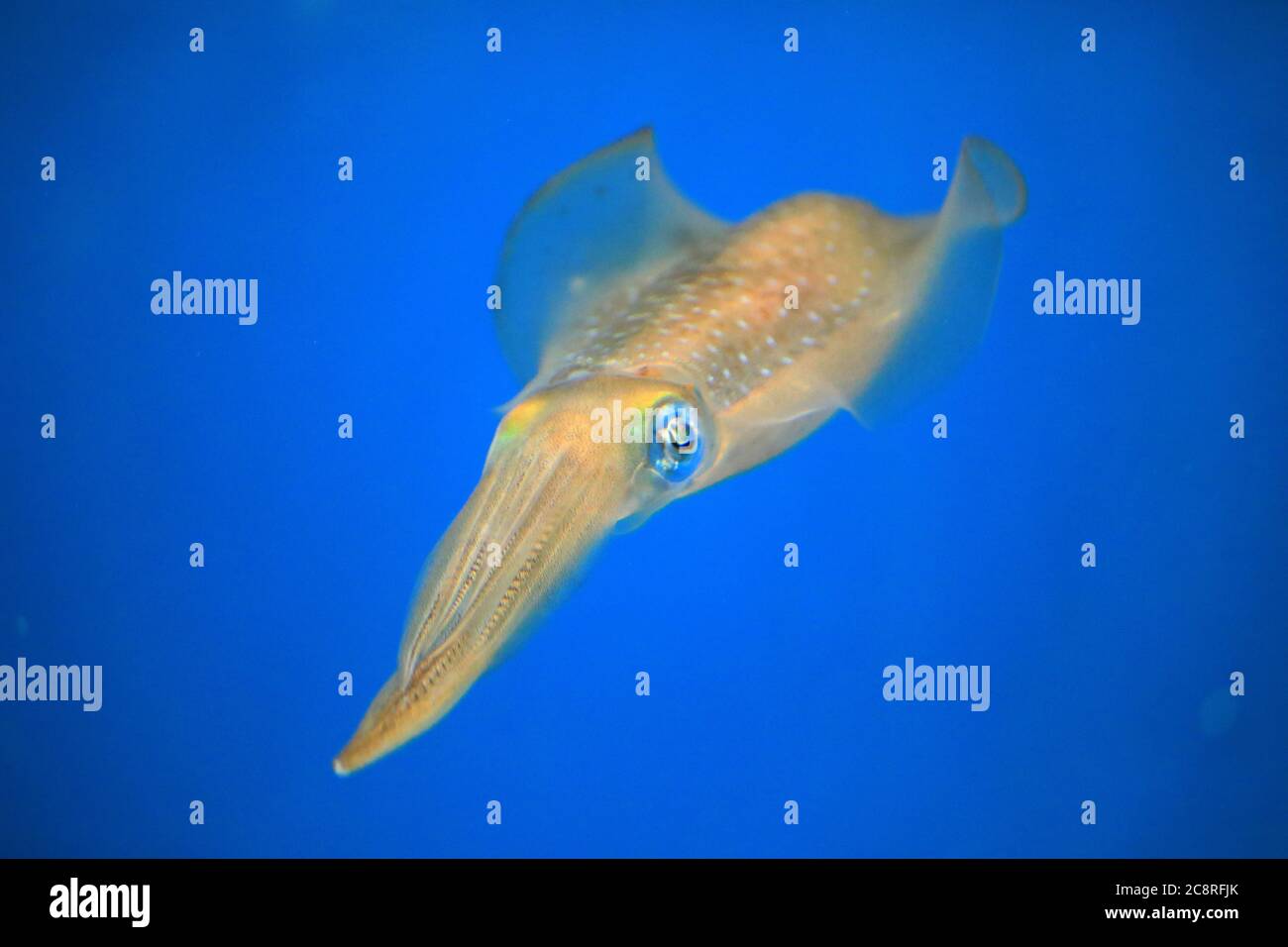 Bigfin Reef Squid (Sepioteuthis lessoniana) in Japan Stock Photo - Alamy