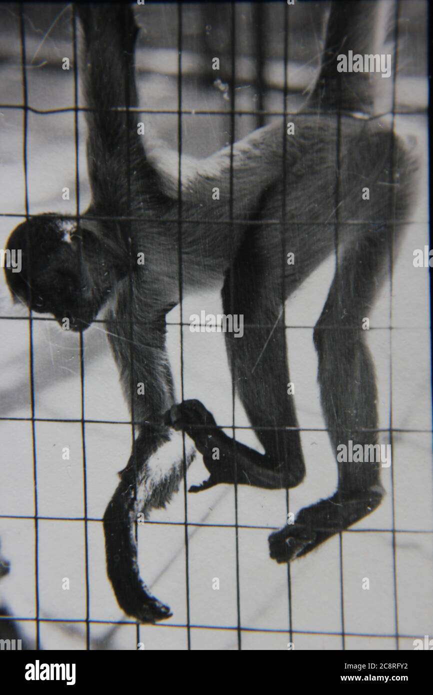 Fine 70s vintage black and white lifestyle photography of monkeys ...