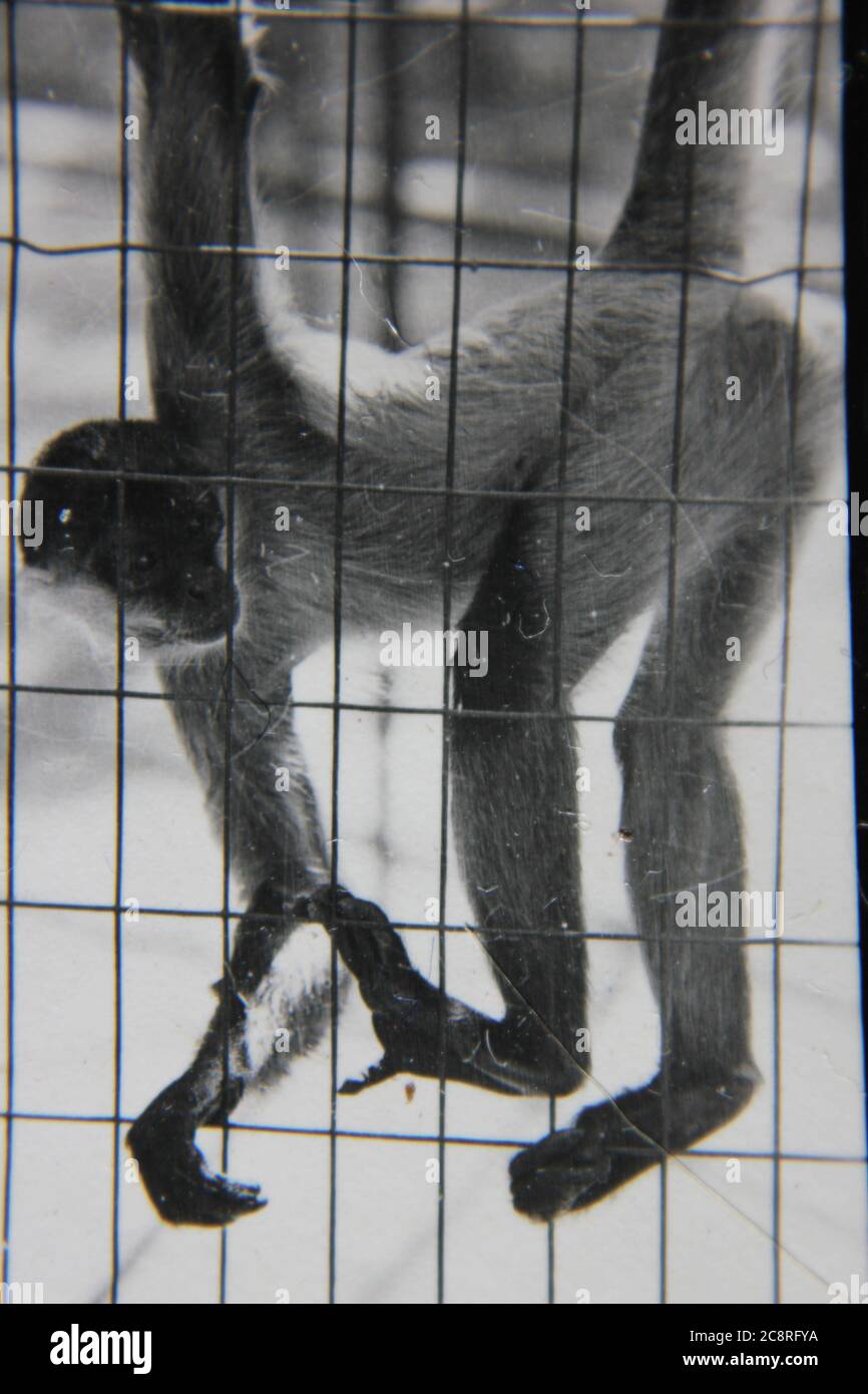 Fine 70s vintage black and white lifestyle photography of monkeys ...