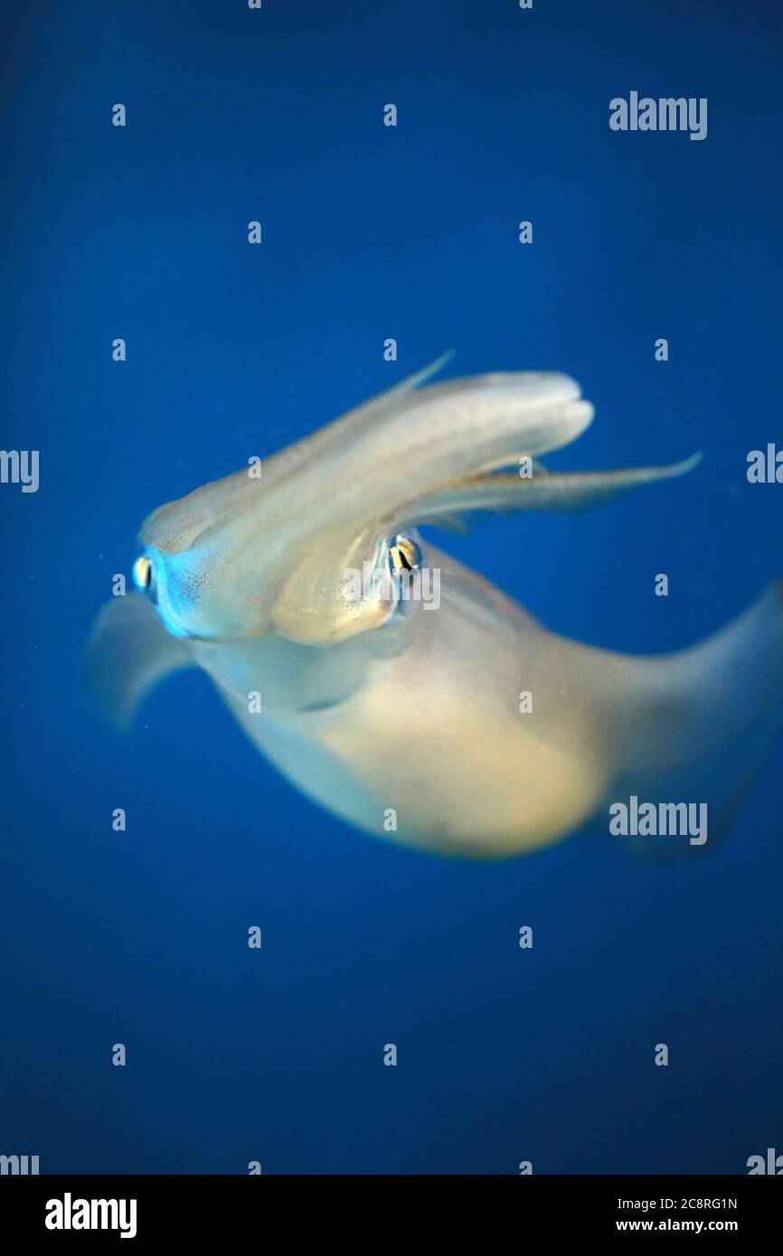 Bigfin Reef Squid (Sepioteuthis lessoniana) in Japan Stock Photo - Alamy