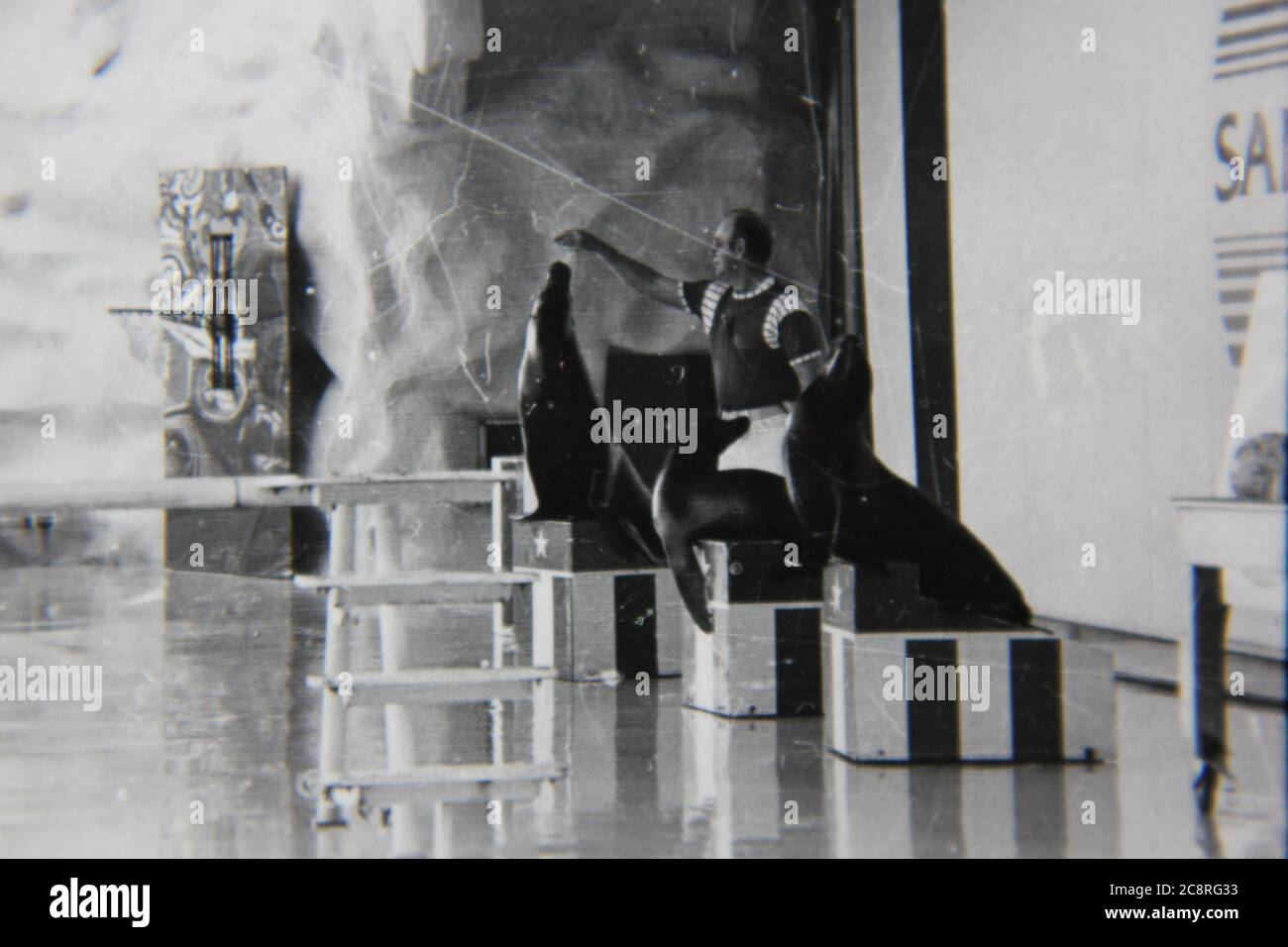 Mischievous seals hi-res stock photography and images - Alamy