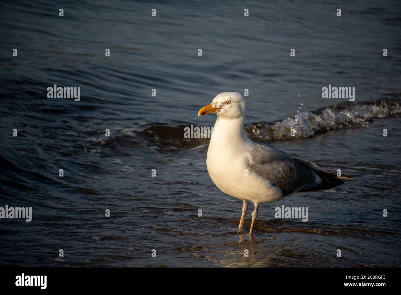 A Seagull stands in the water on a sandy beach in Goddard Memorial ...