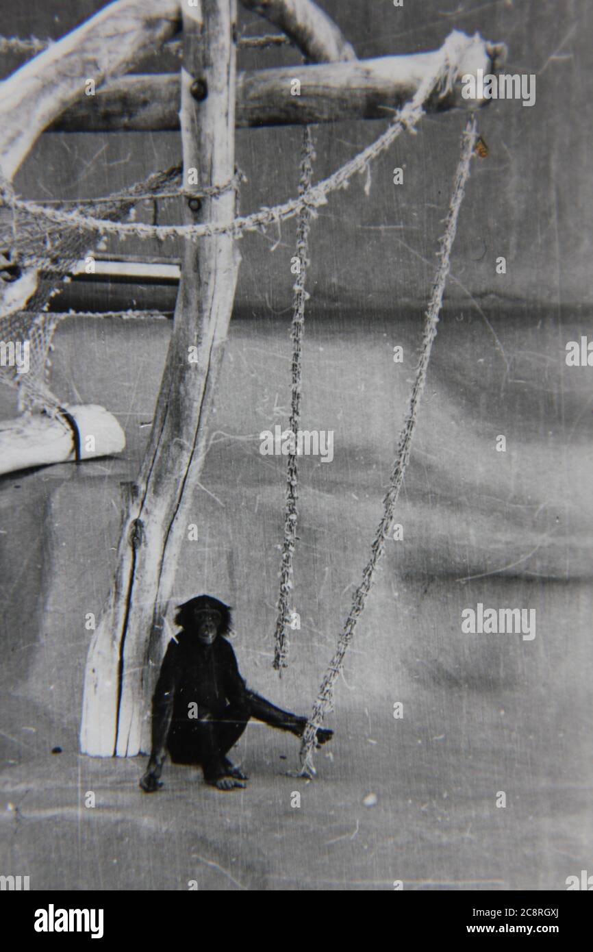 Fine 70s vintage black and white lifestyle photography of monkeys ...