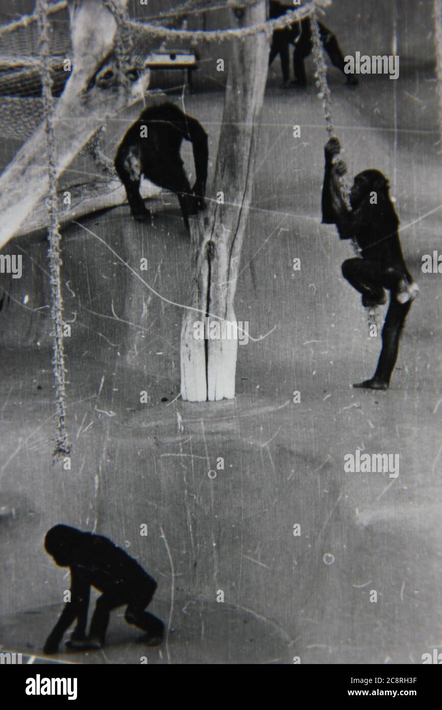 Fine 70s vintage black and white lifestyle photography of monkeys ...