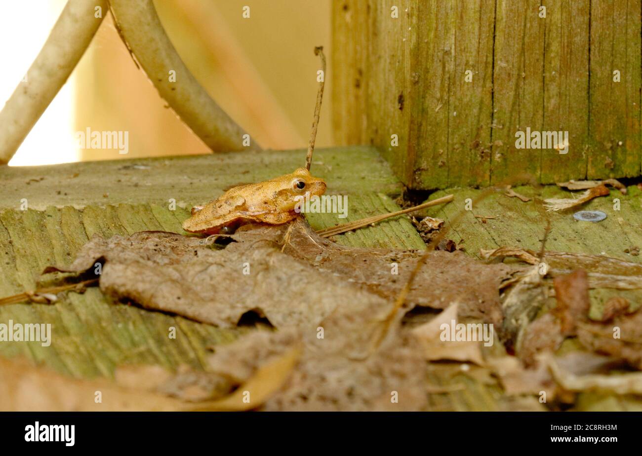 Tiny tree frog camouflages to the deck he's hopping on Stock Photo - Alamy