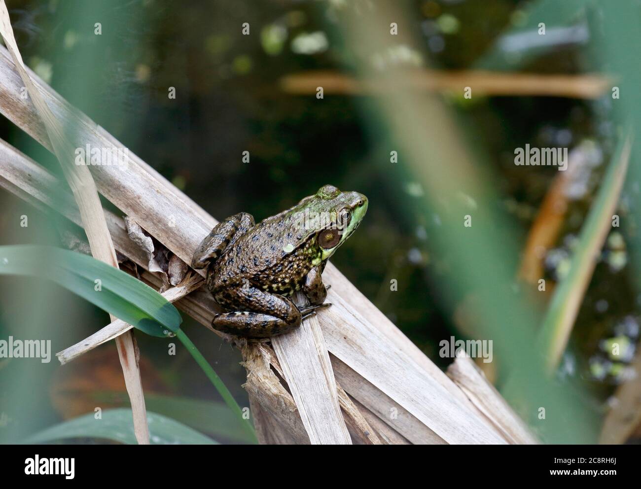Frog ready to hop from water's edge Stock Photo - Alamy