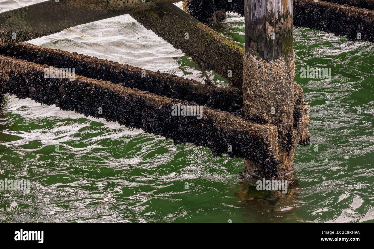 Old wood pier piling hi-res stock photography and images - Alamy