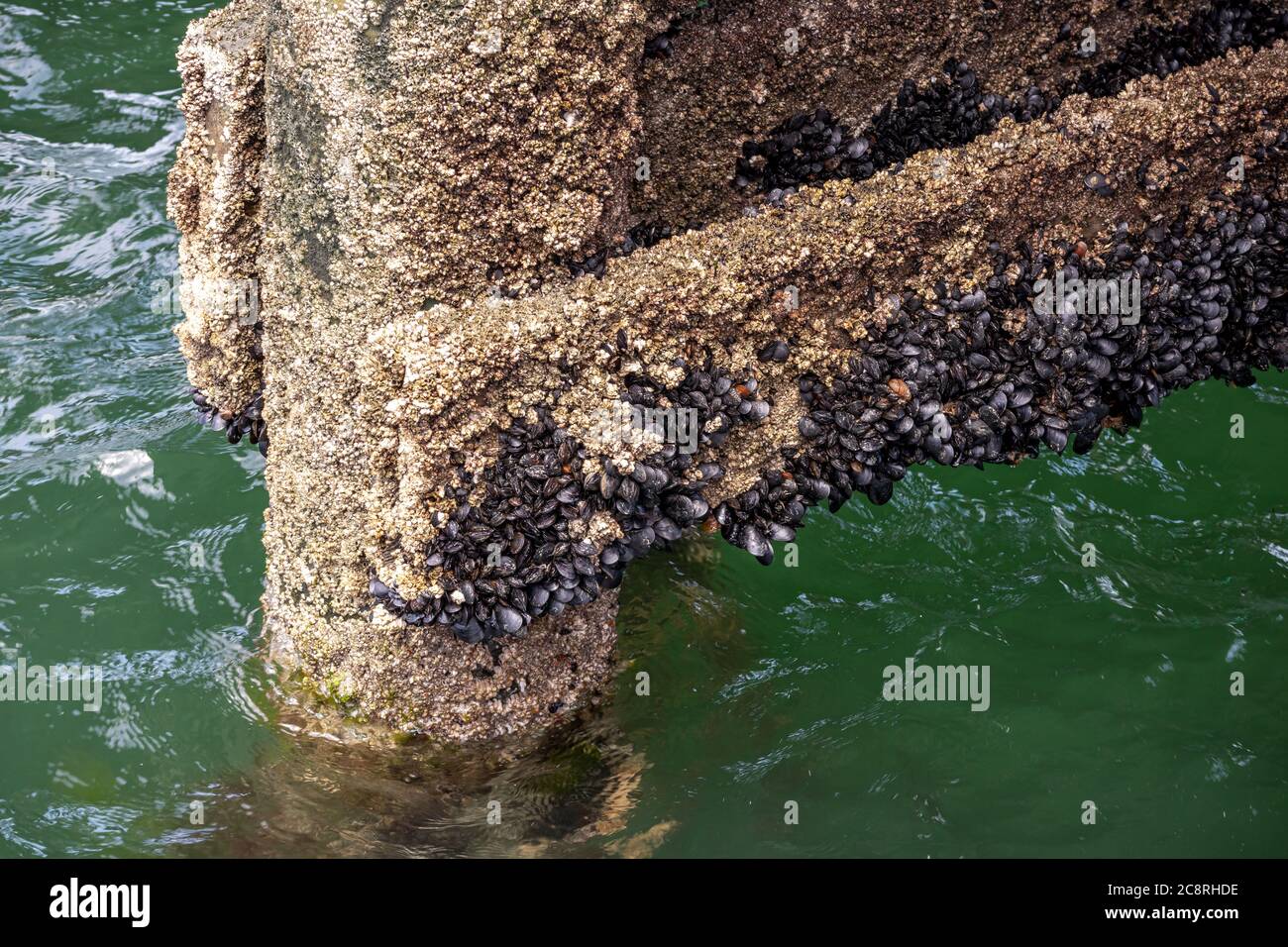 Old pier pilings covered in shells and barnacles Stock Photo - Alamy