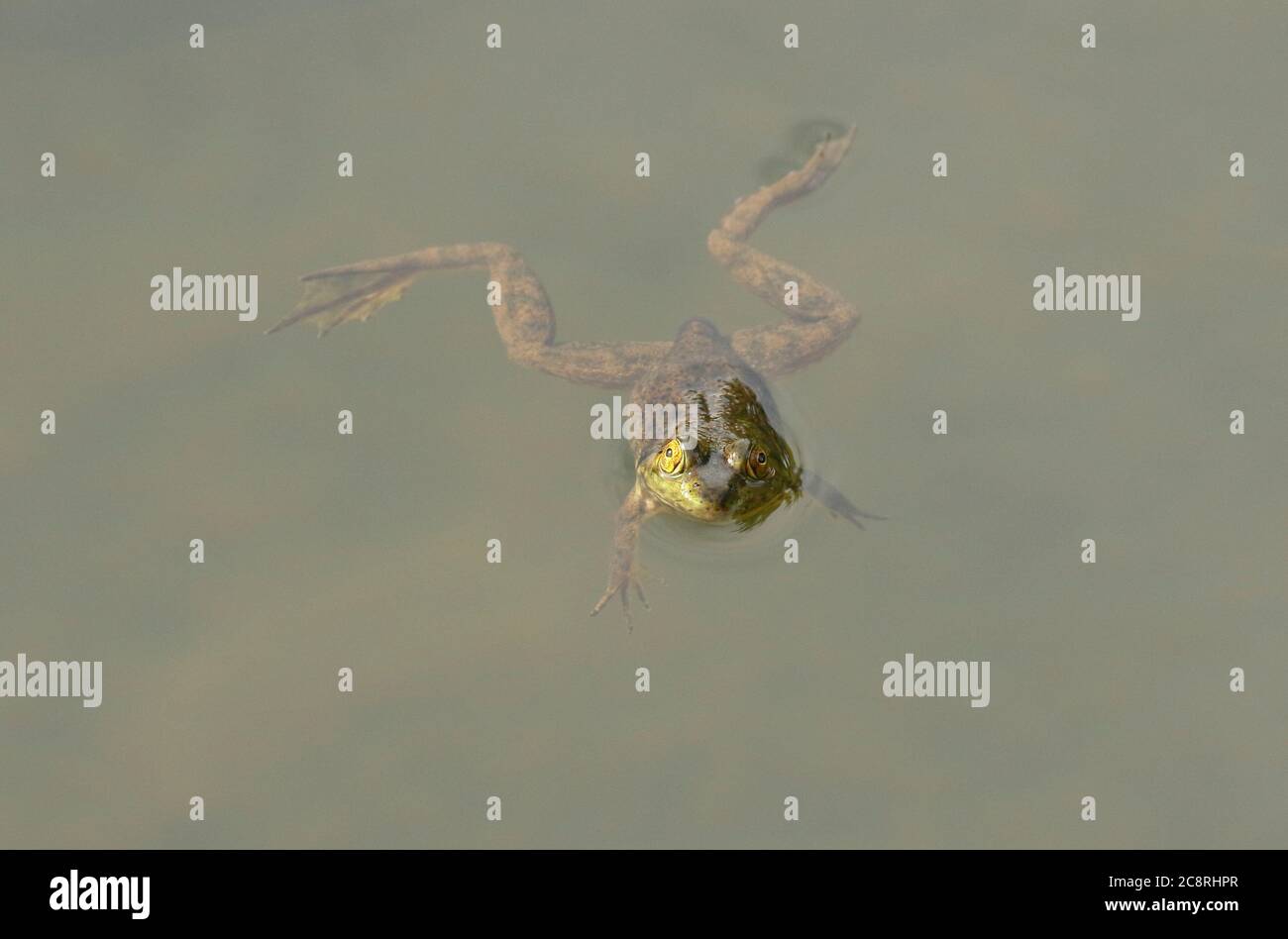 Young tadpole hangs at lake surface Stock Photo - Alamy