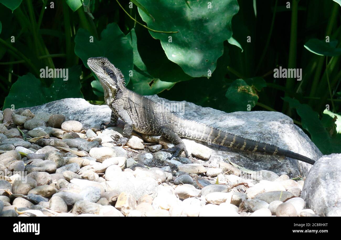Nuchal crest hi-res stock photography and images - Alamy