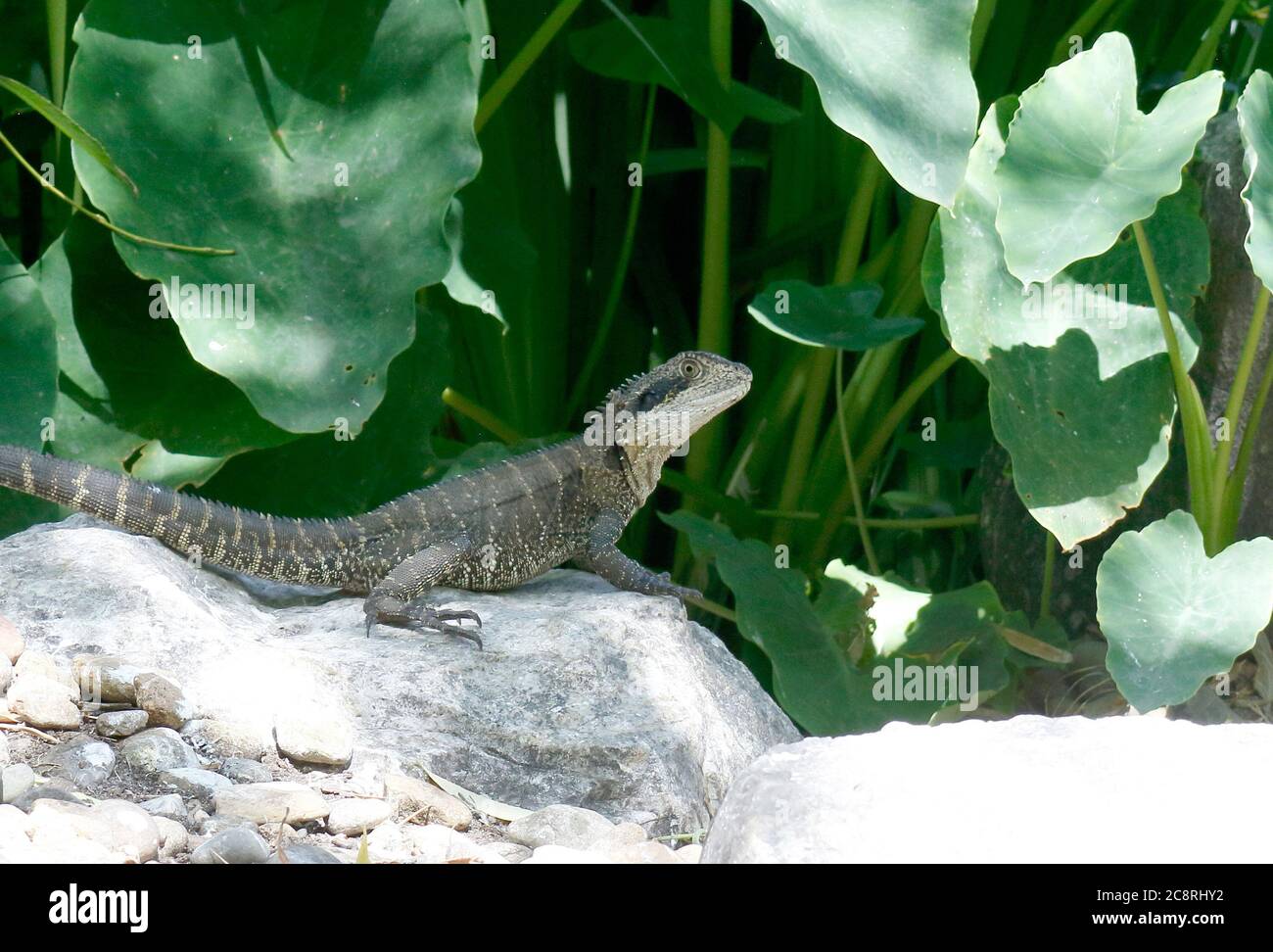 Water Dragon rests on rock in Sydney park and gardens Stock Photo - Alamy