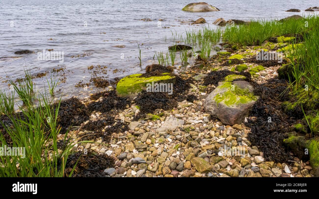 Sea shells, rocks seaweeds, and grass on the seashore in Historic ...