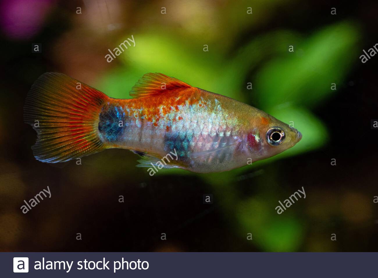 Southern Platyfish Xiphophorus Maculatus High Resolution Stock ...