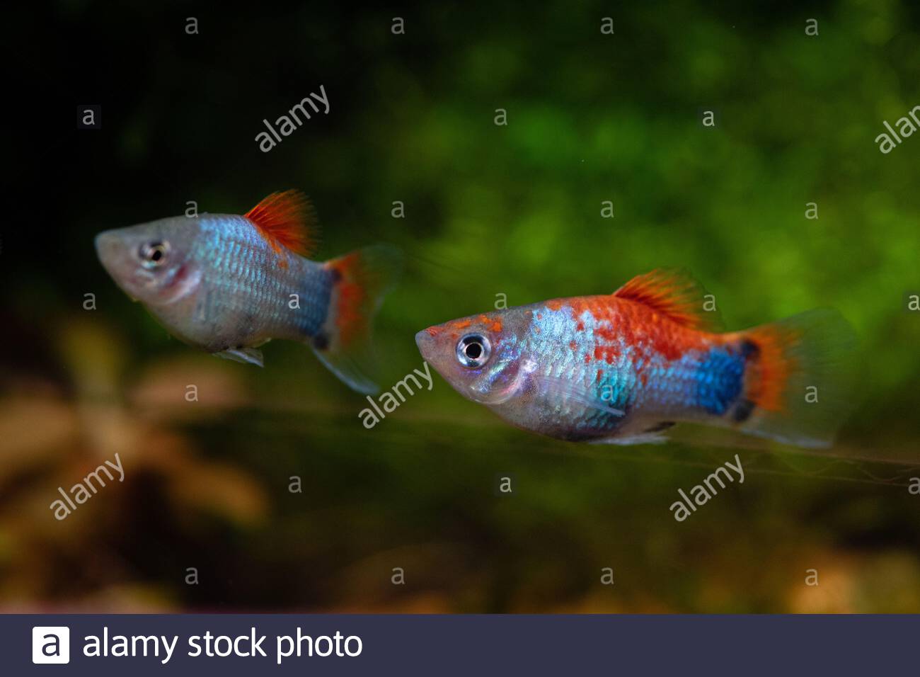 Southern Platyfish Xiphophorus Maculatus High Resolution Stock ...