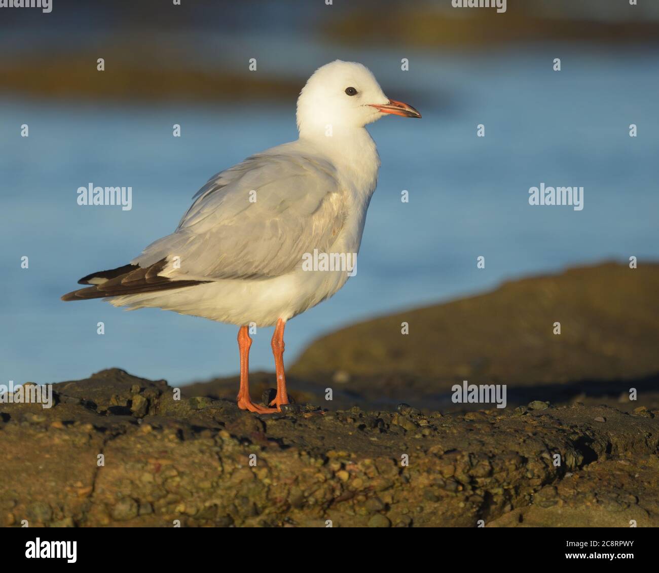 Australian seagull hi-res stock photography and images - Alamy