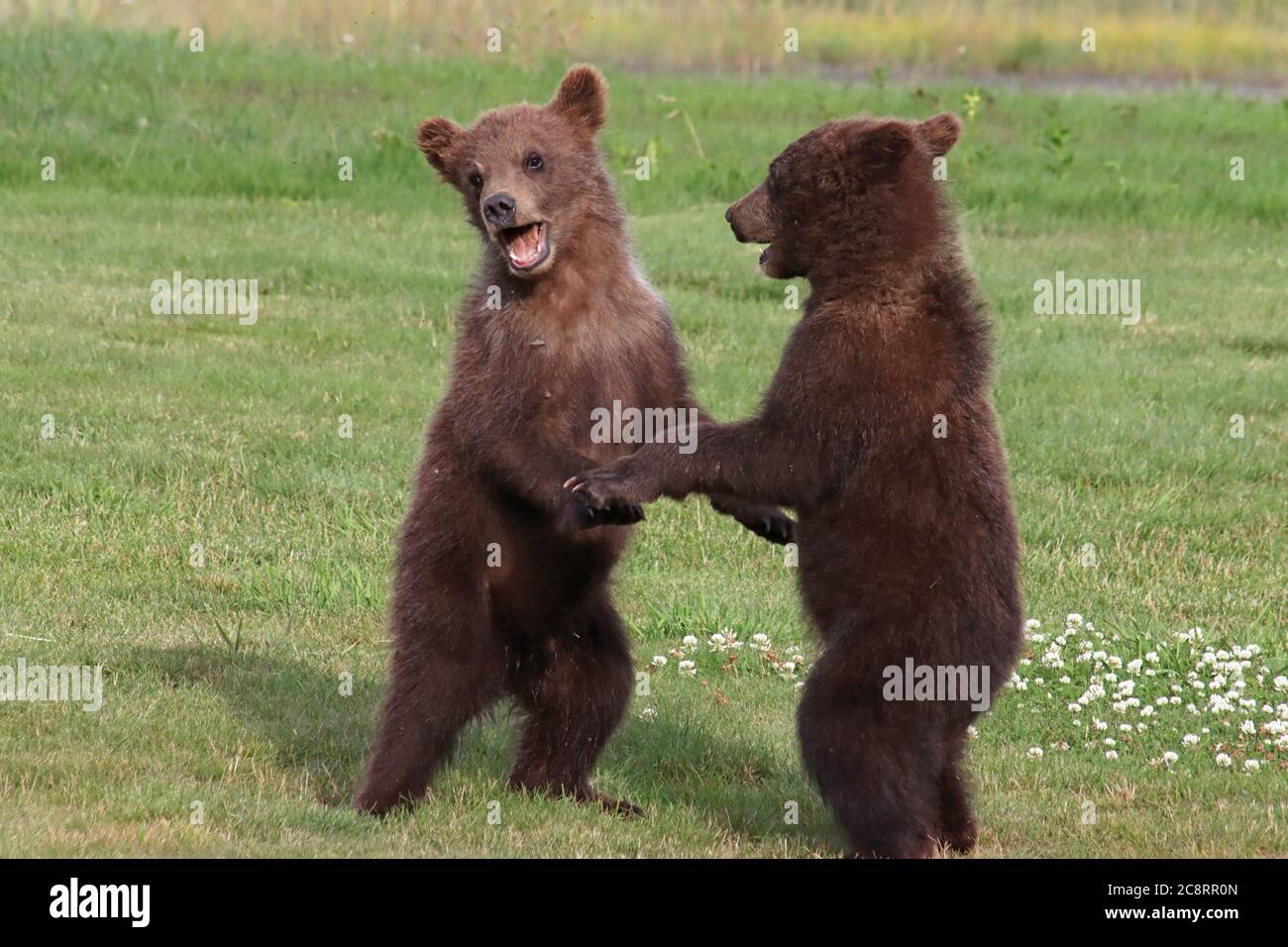 Animals look like smiling hi-res stock photography and images - Alamy