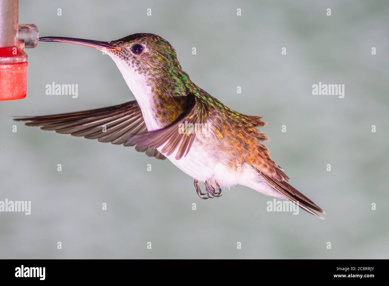 Andean Emerald hummingbird, Amazilia franciae, at Tandayapa Lodge in ...