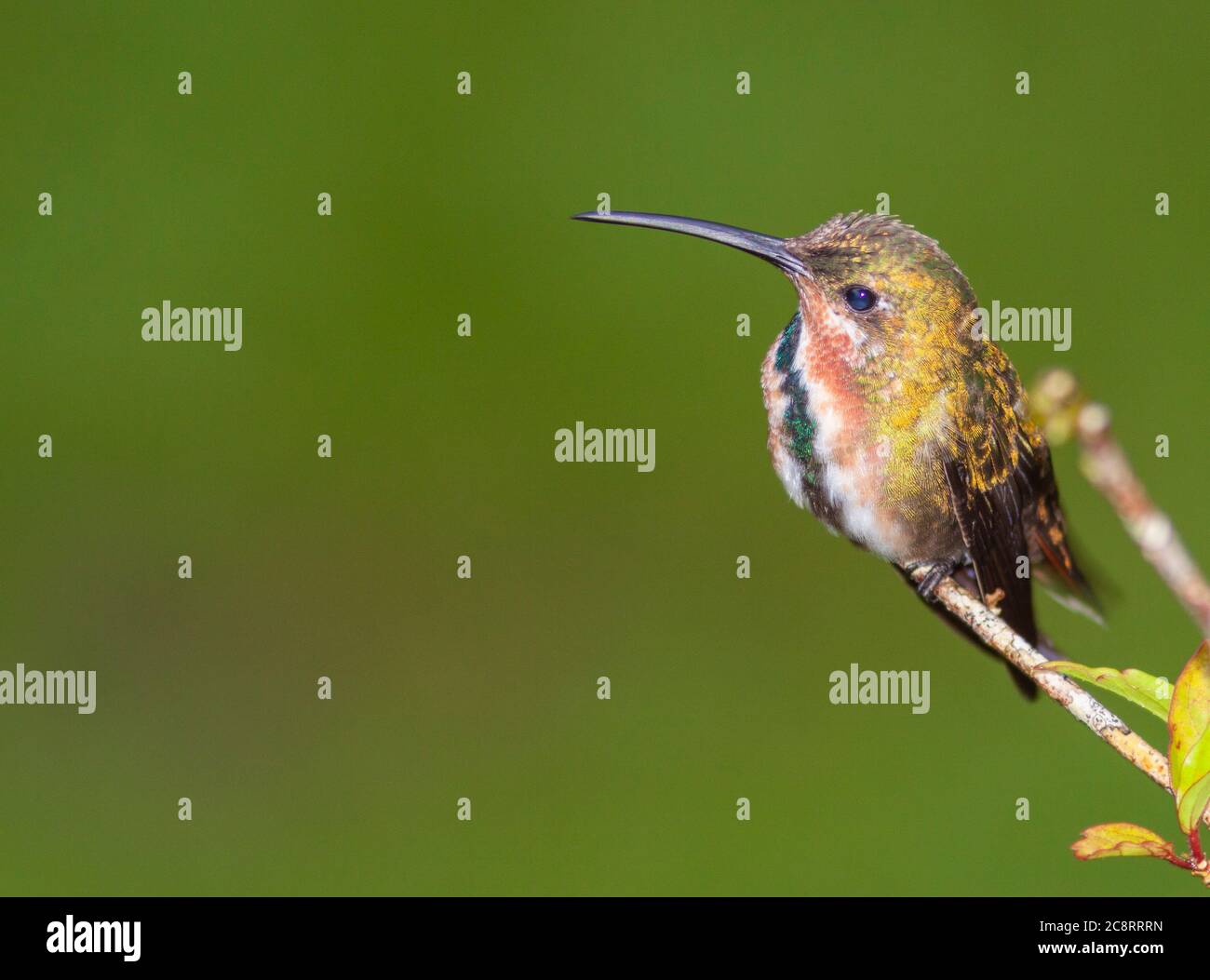 Juvenile Green-breasted Mango, Anthracothorax prevostii, at Rancho ...
