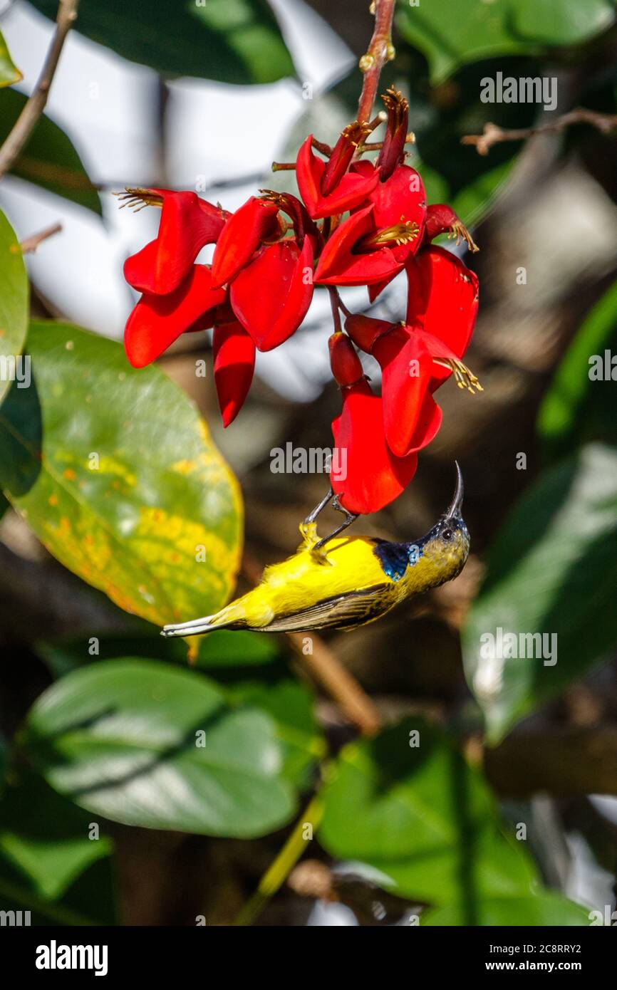 Indian sunbird hi-res stock photography and images - Alamy