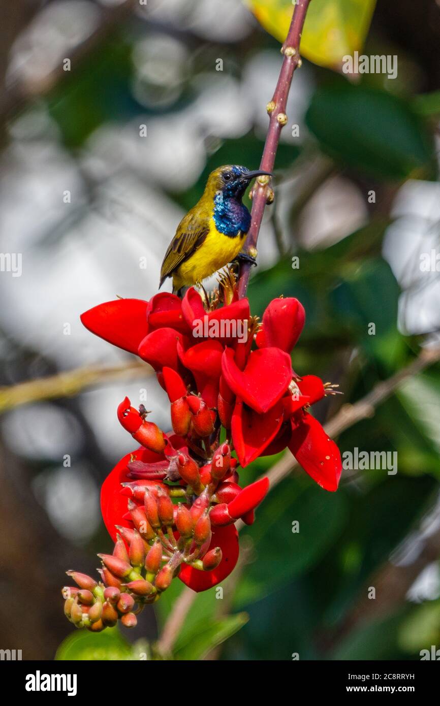 Indian sunbird hi-res stock photography and images - Alamy