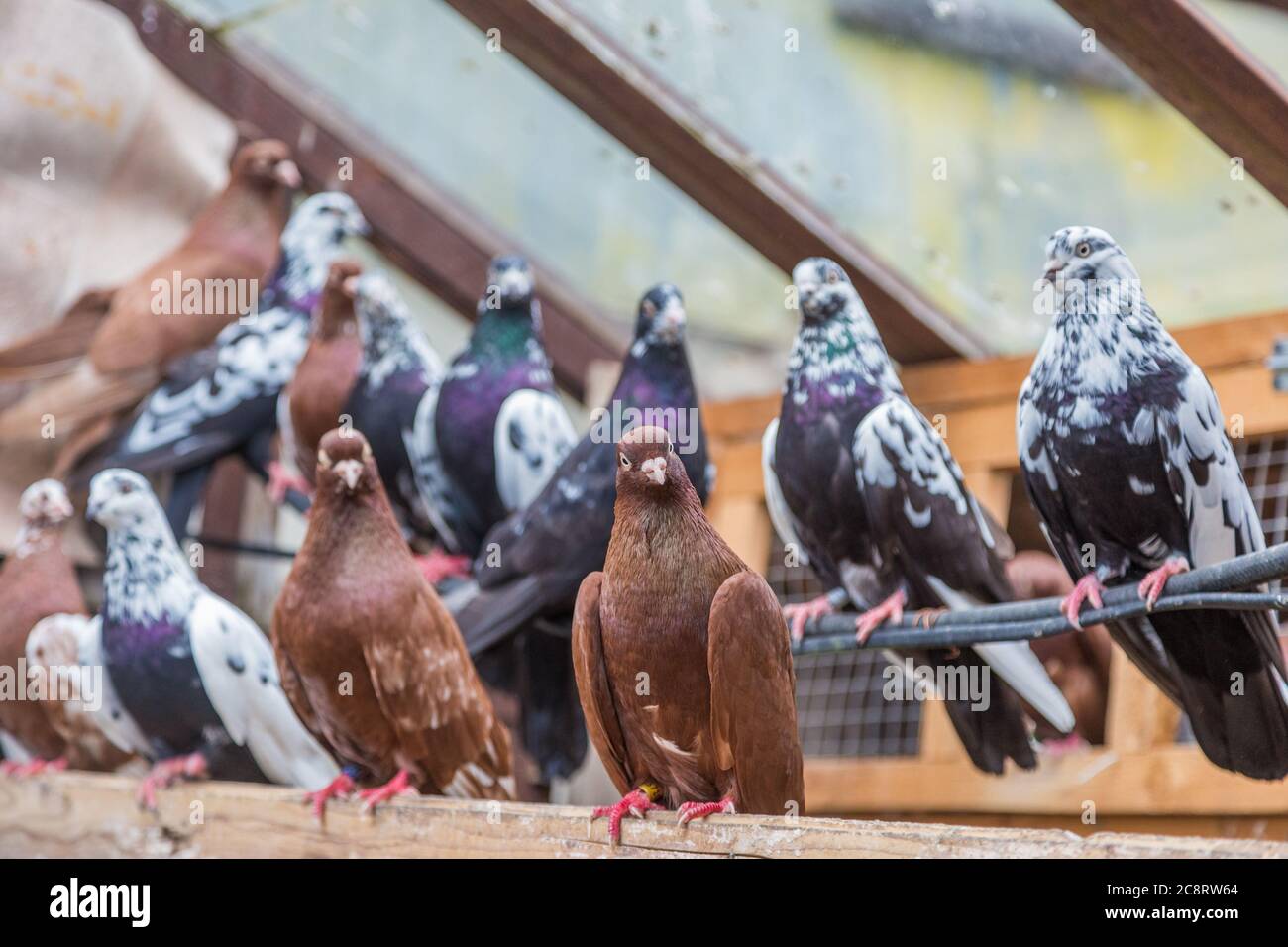 Pigeons inside pigeon house hi-res stock photography and images - Alamy