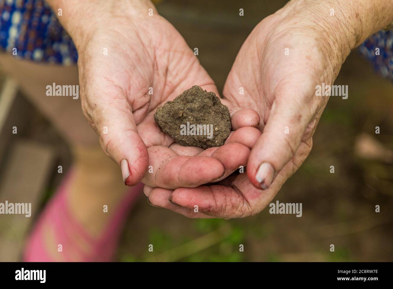 The wrinkled hands of an elderly woman hold a lump of earth Stock Photo ...