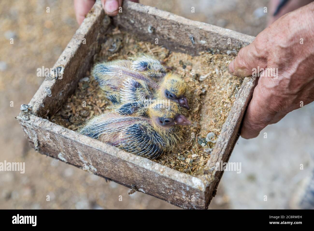 Pigeon chick in loving the human hands Stock Photo - Alamy