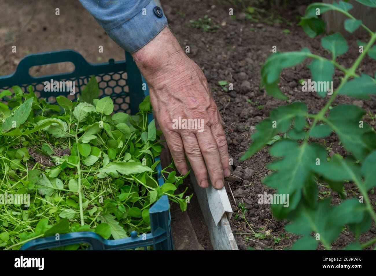 Old farmer an old man weeding the seedlings of tomato in his greenhouse ...