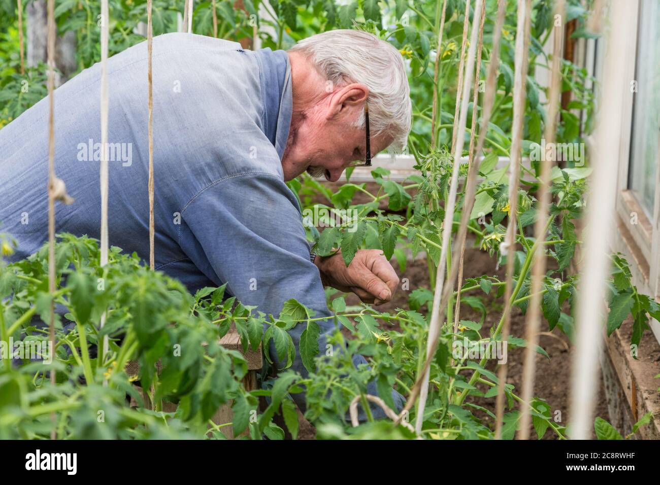 Old farmer an old man weeding the seedlings of tomato in his greenhouse ...
