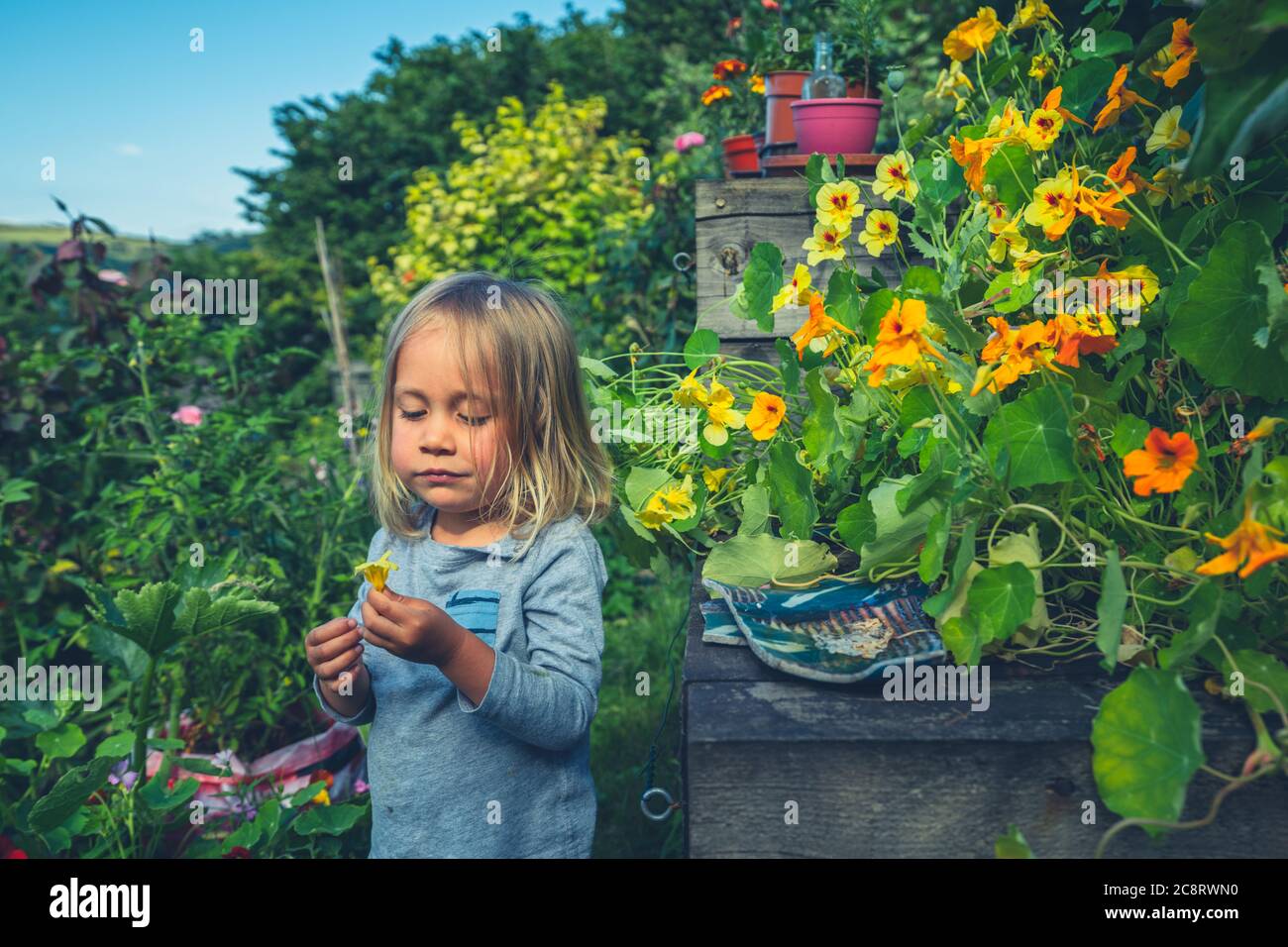 A little preschooler is picking and eating edible flowers in the garden ...